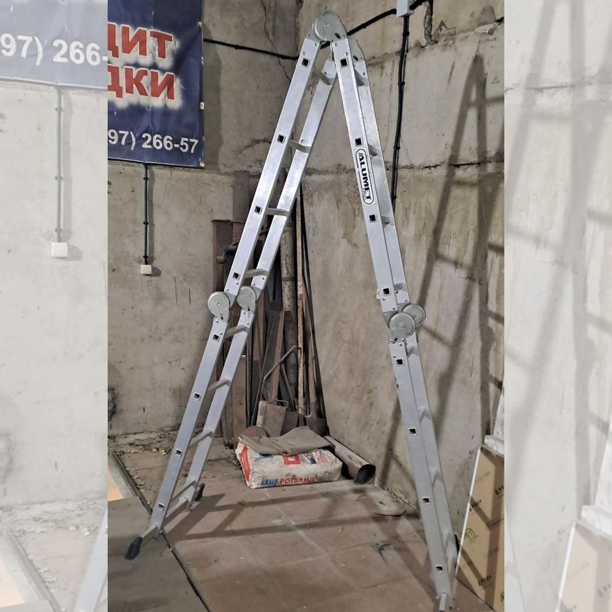 Азавак, взрослый пёс