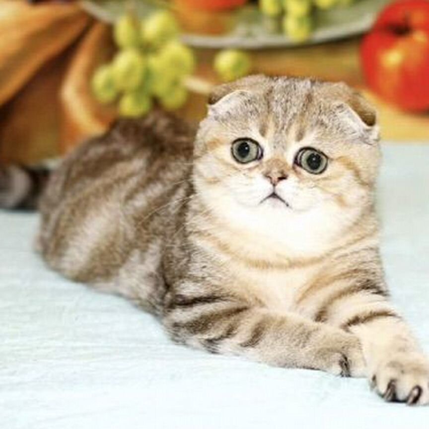 Шотландская вислоухая кошка
