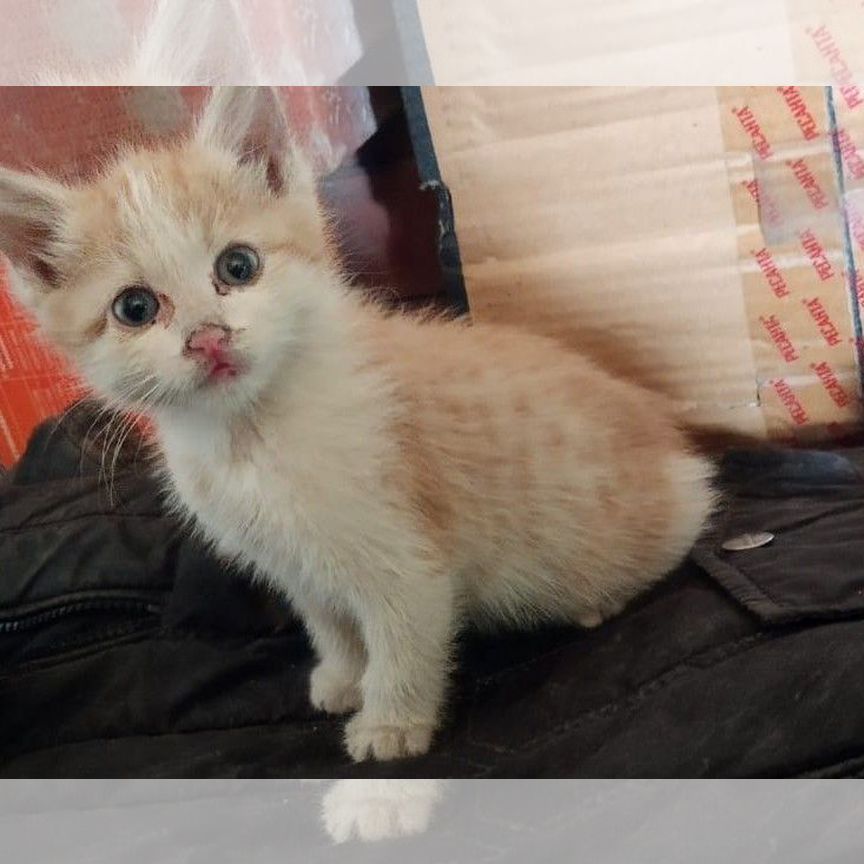 Котёнок в добрые руки