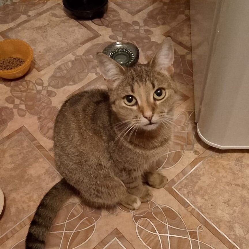 Кошка Нефертити в дар