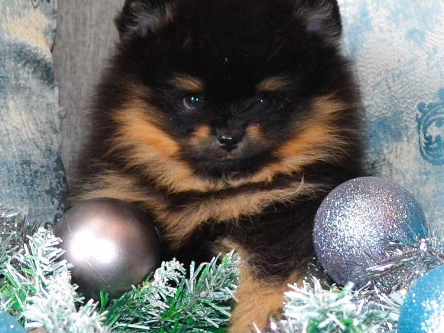 Малый немецкий шпиц щенки