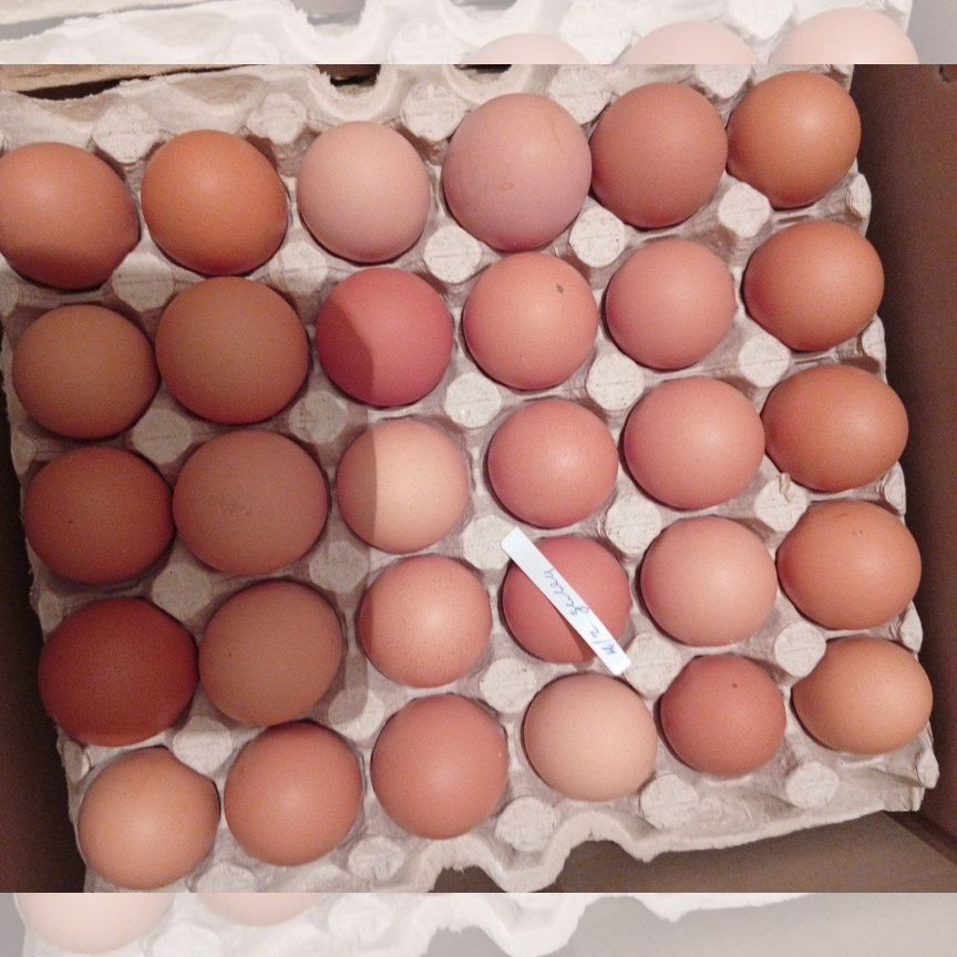 Инкубационное яйцо