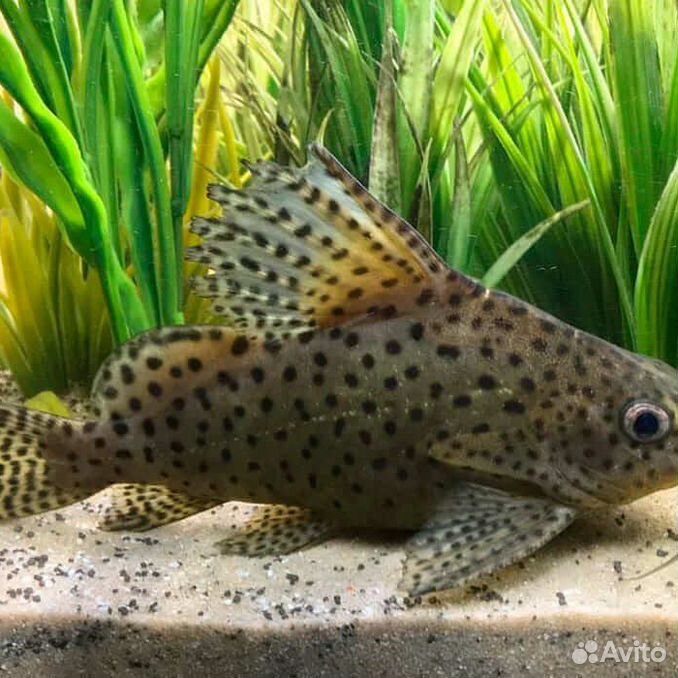 Сомик Синодонтис