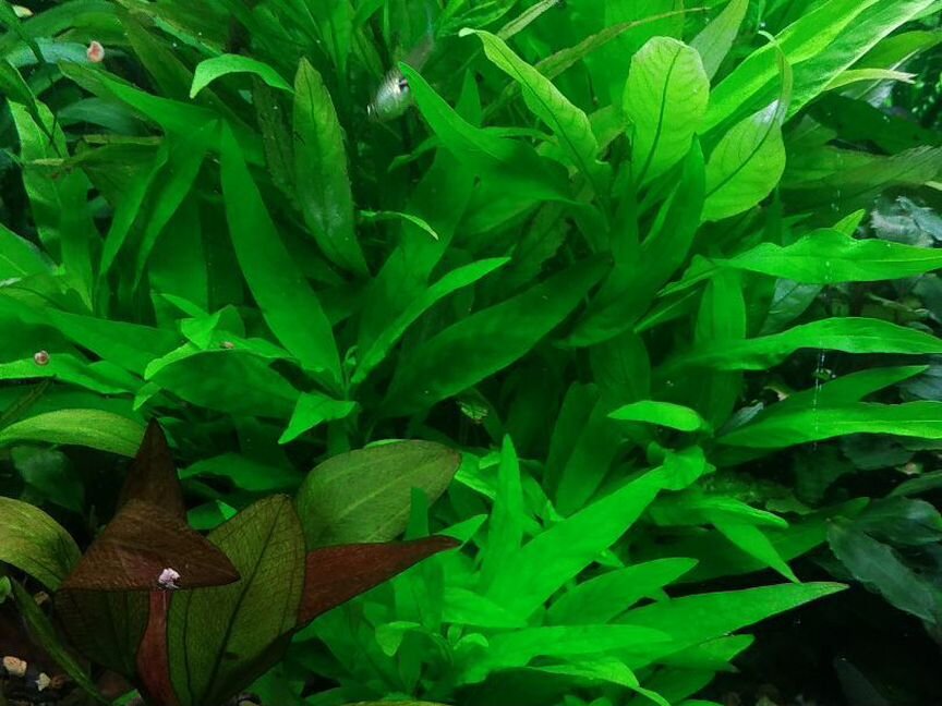 Аквариумные растения