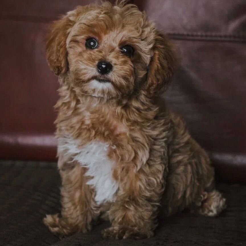 Мальтипу, щенок