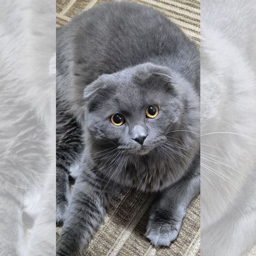 Британский длинношёрстный кот, взрослый