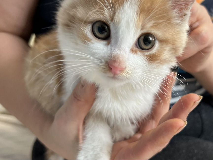 Котенок