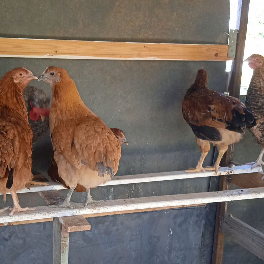 Куры молодки