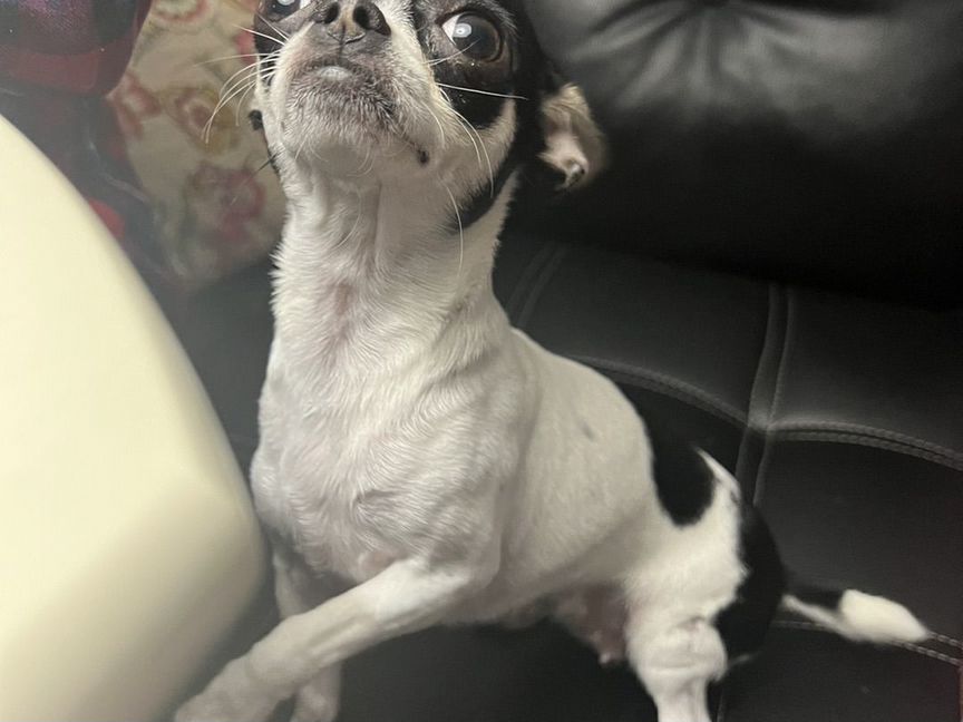 Чихуахуа девочка