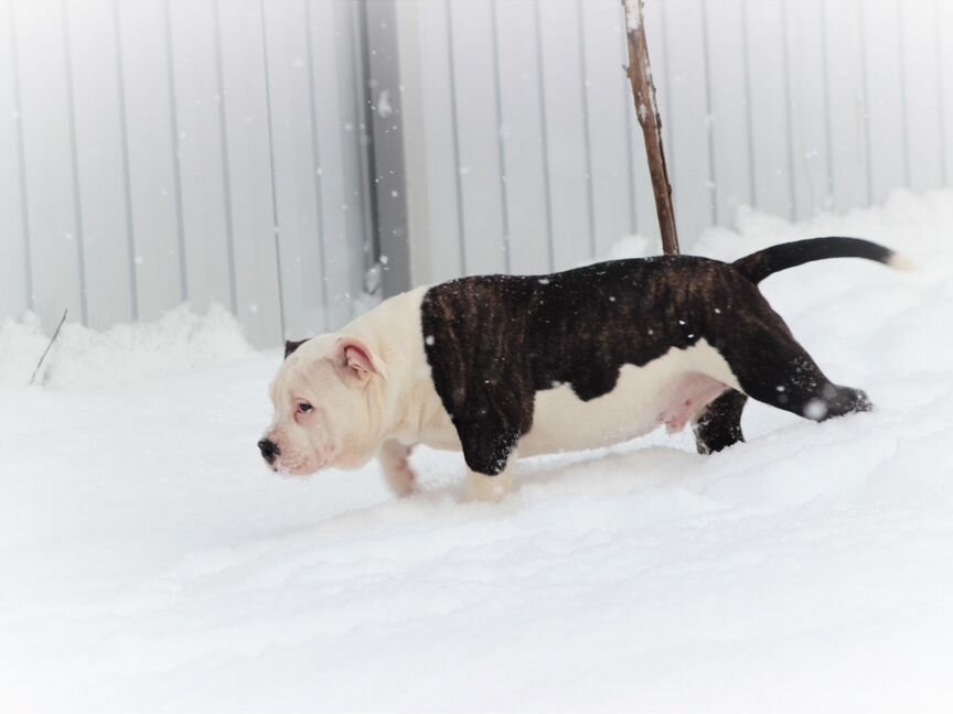 Щенок американского буля