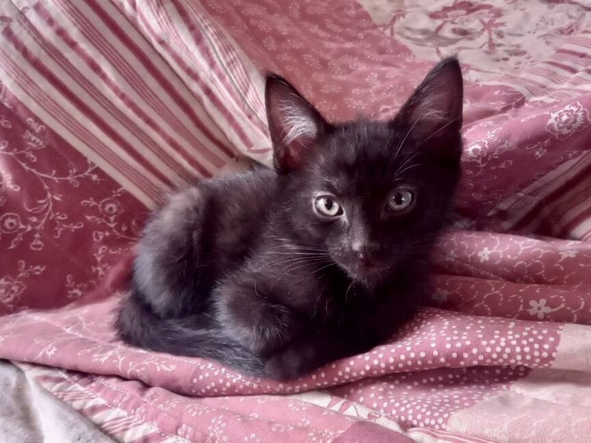 Котенок в любящие ручки