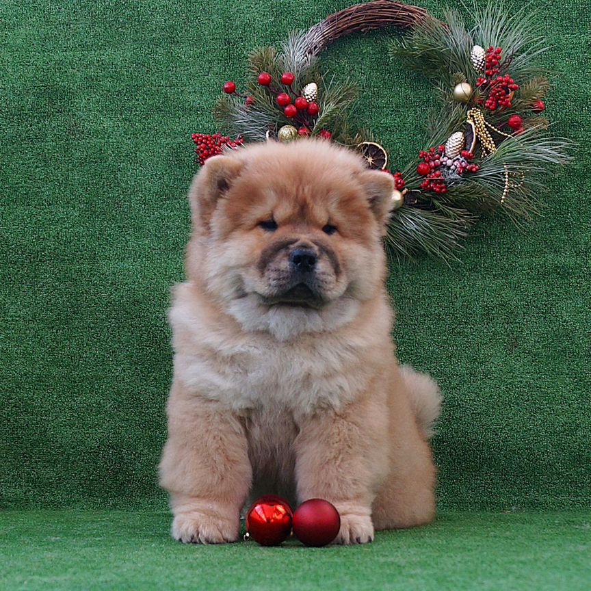 Щенки чау-чау