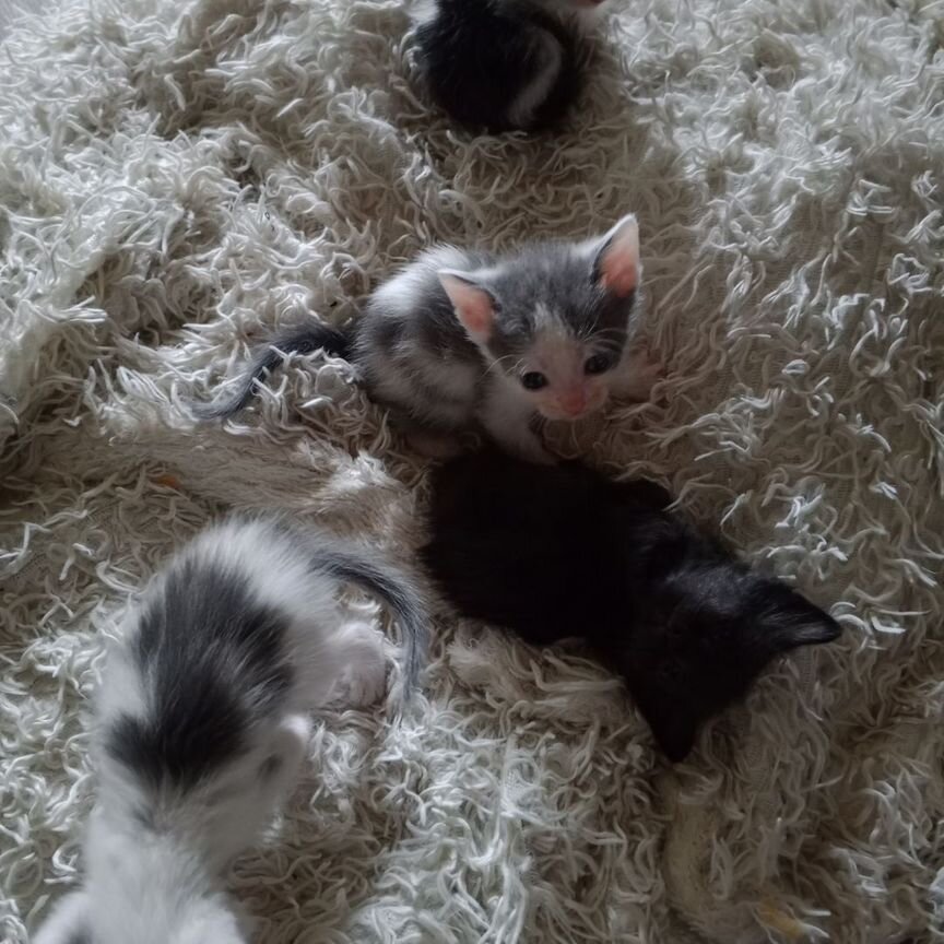 Отдаю Котят
