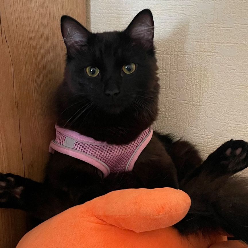 Отдам котенка в добрые руки