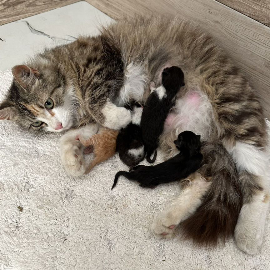 Котята в добрые руки бесплатно