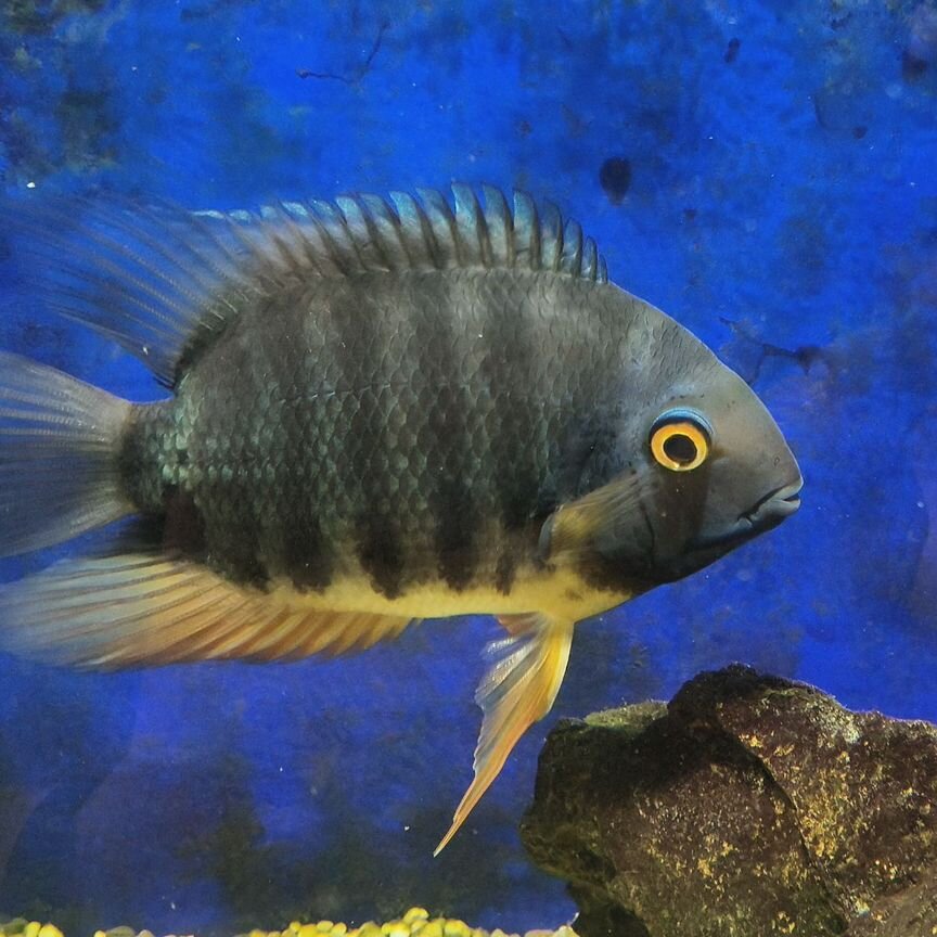 Самец северума