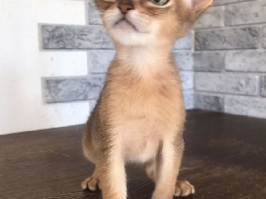 Абиссинские котята