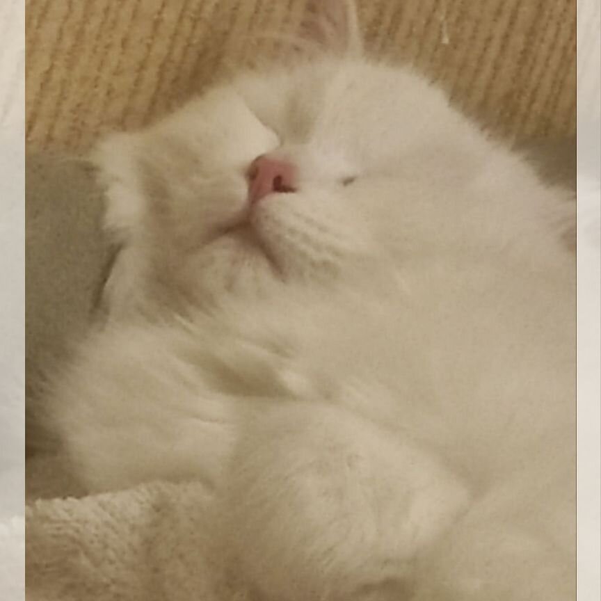 Молодая кошечка, тет ещё года