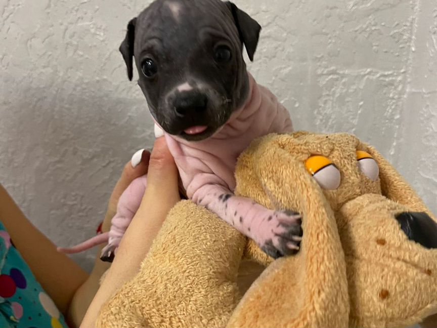 Американский голый терьер щенки