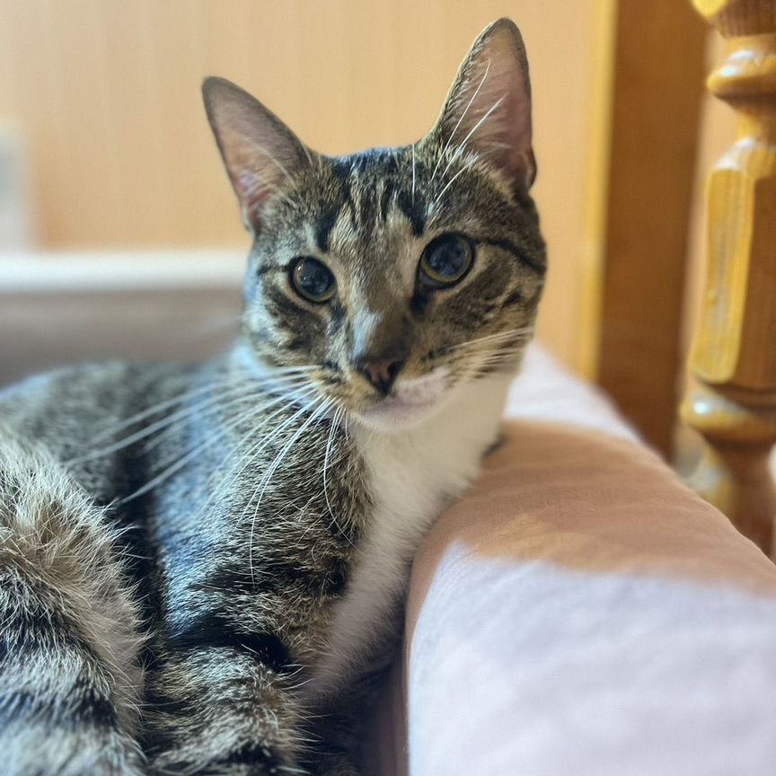 Пуговка живет в приюте