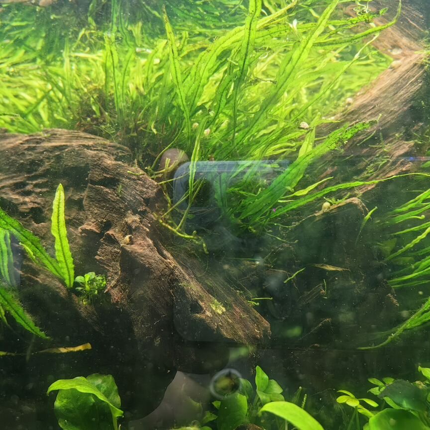 Узколистный папоротник