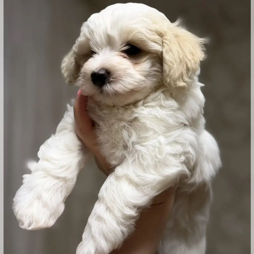 Мальтипу, щенок