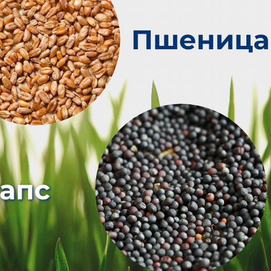 Пшеница и рапс