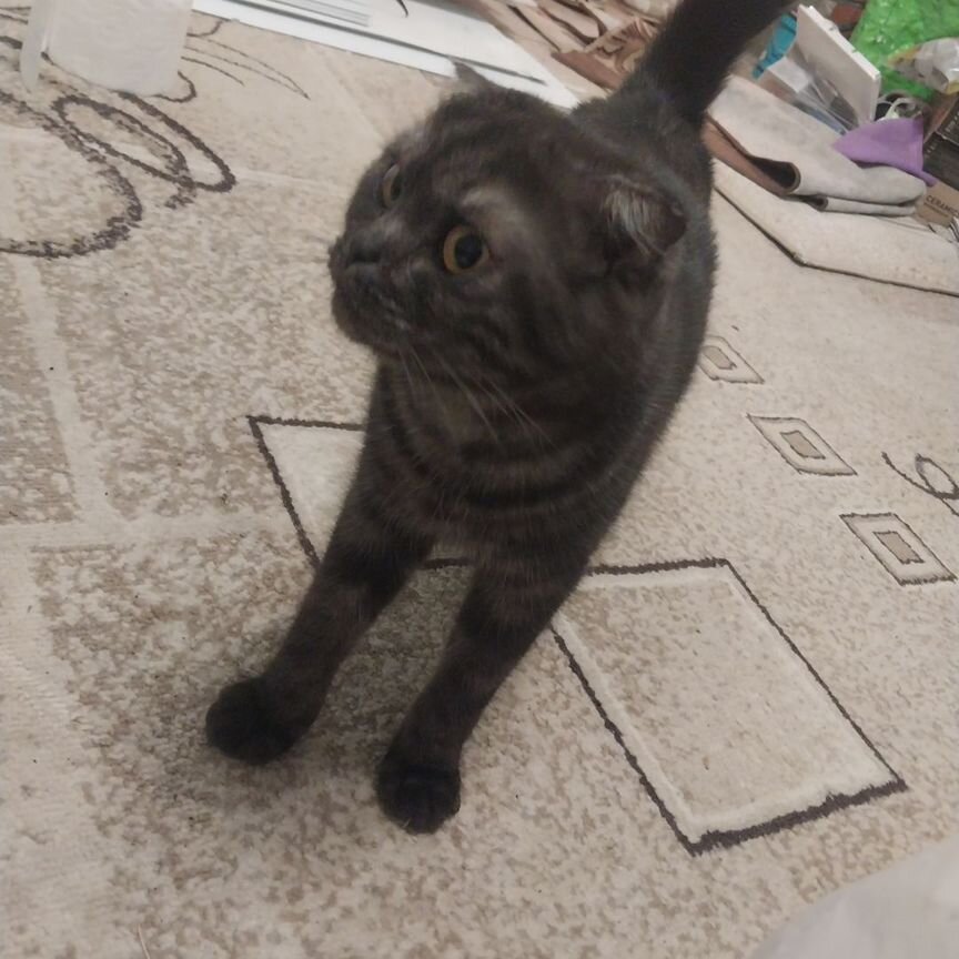 Шотландская