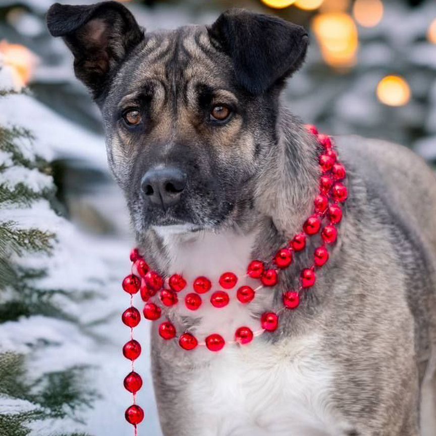 Взрослая собака в добрые руки