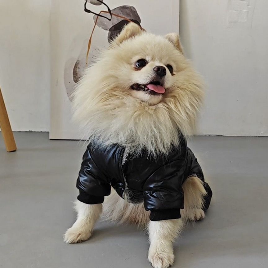 Одежда для собак