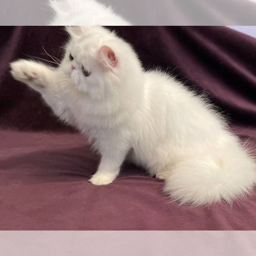Персидские котята