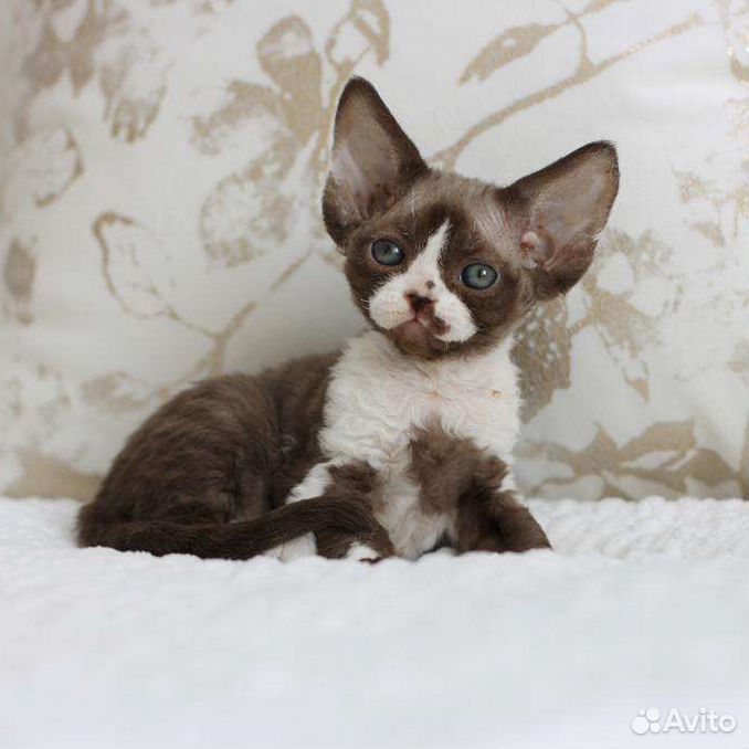 Шоколадная девочка Девон рекс