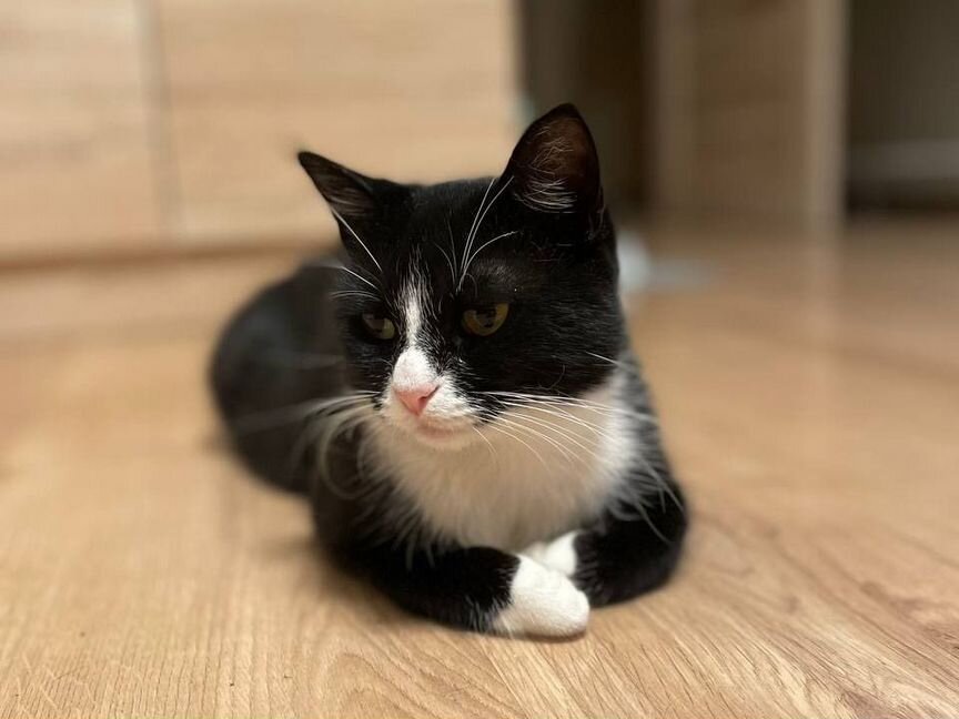 Кошечка в добрые руки