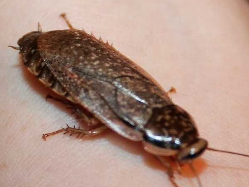 Кормовые тараканы