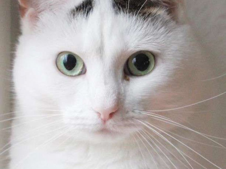 Произведение искусства а не кошка
