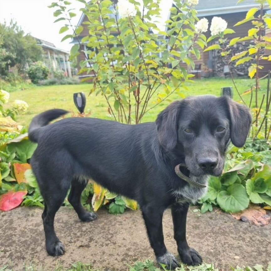 Микролабрадор (15-16кг) Бросили на дачах хозяева