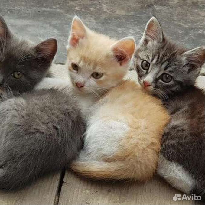 Котятки приученные с доставкой
