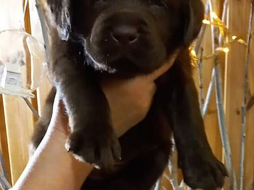 Шоколадные щенки