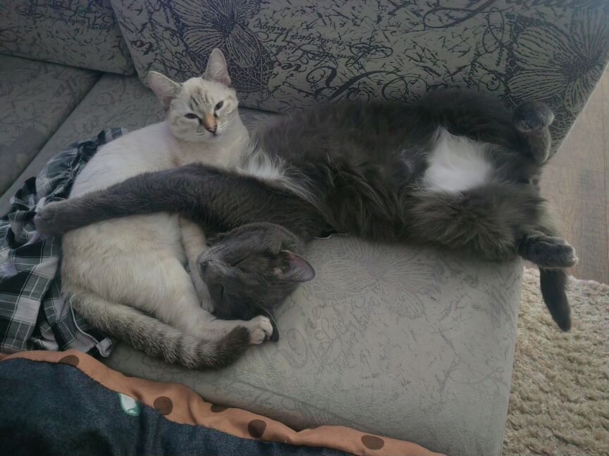 Домашние животные кошки