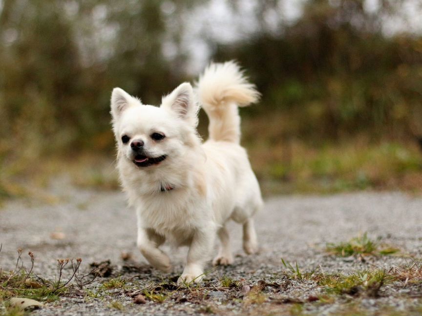 Чихуахуа кобель продажа