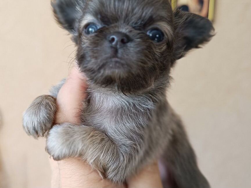 Чихуахуа щенки мини и стандарт