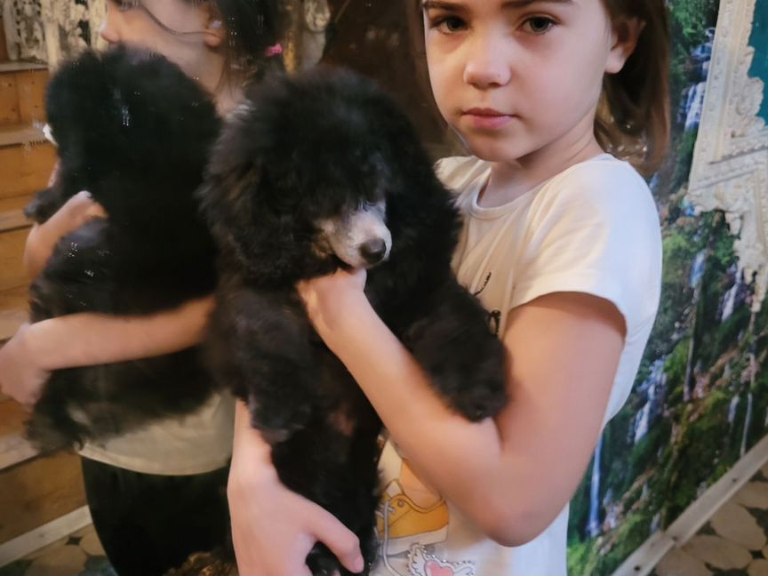 Пудель