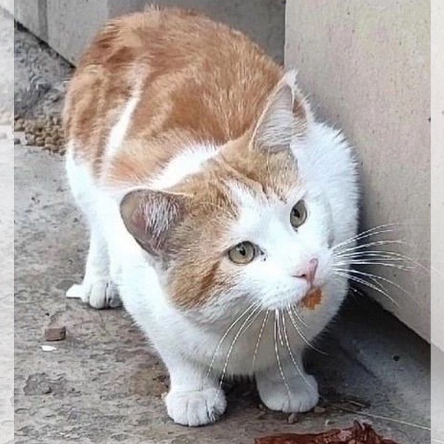 Нужна помощь коту