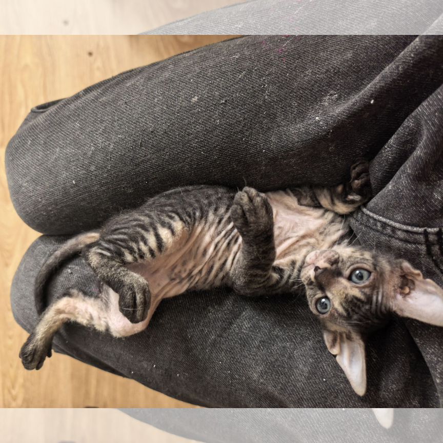 Канадский сфинкс котёнок