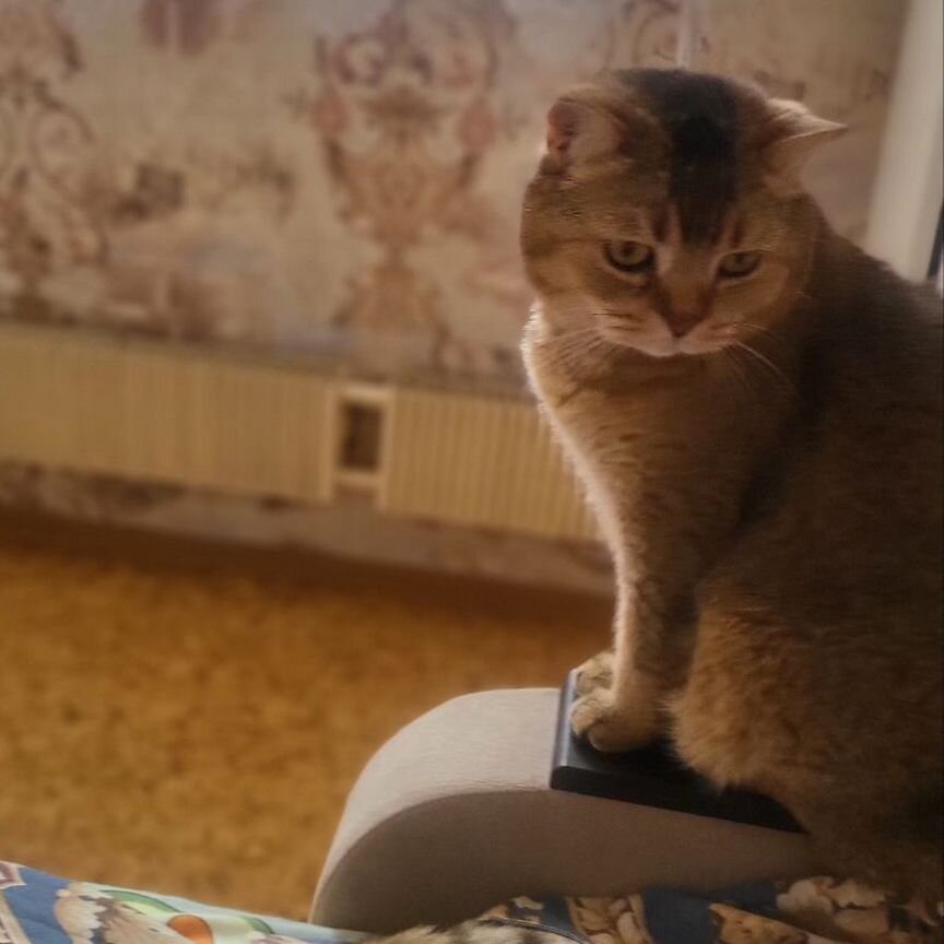 Шотландский прямоухий короткошёрстный, взрослый кот