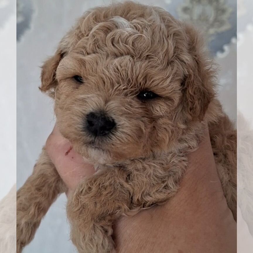 Мальтипу, щенок