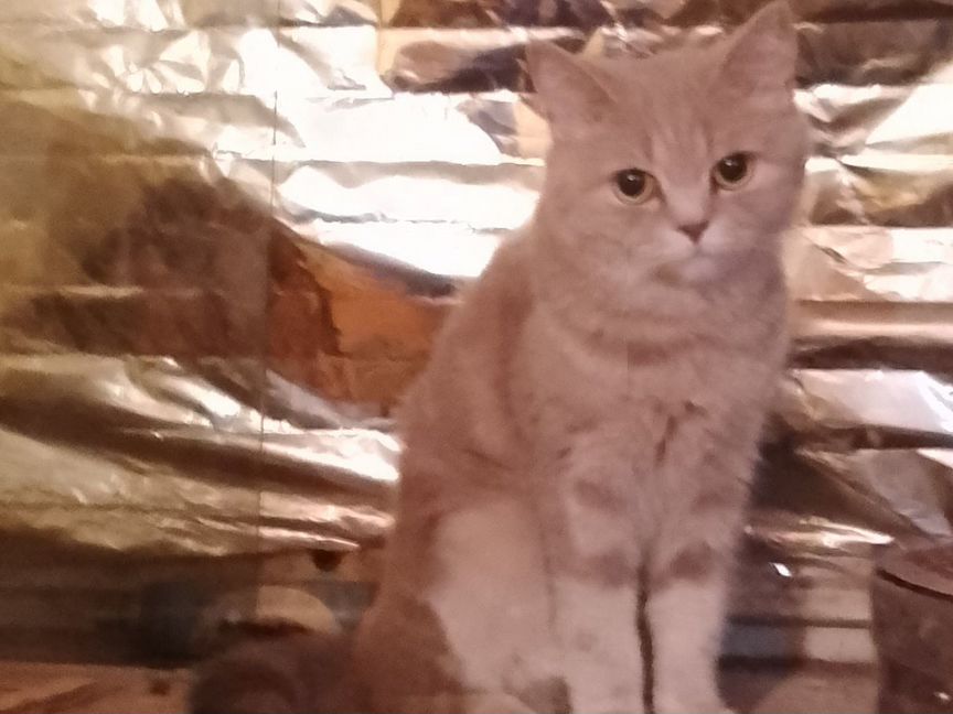 Кошка британка