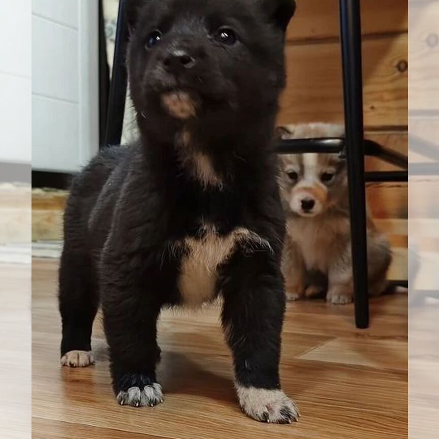 Щенок в добрые руки