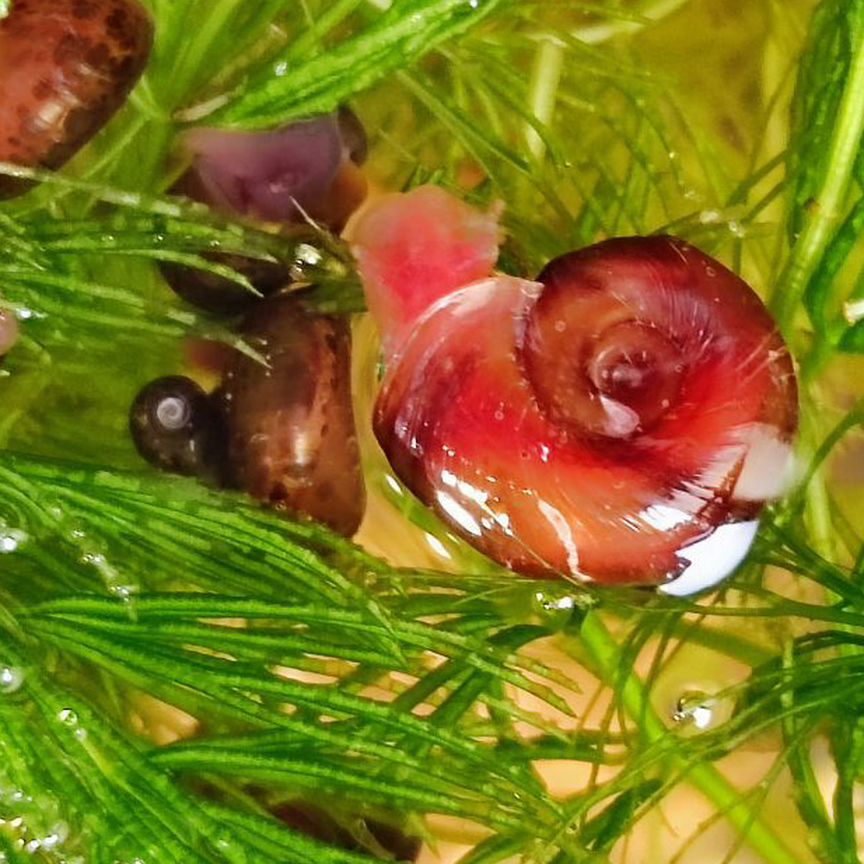 Улитки Катушки аквариумные