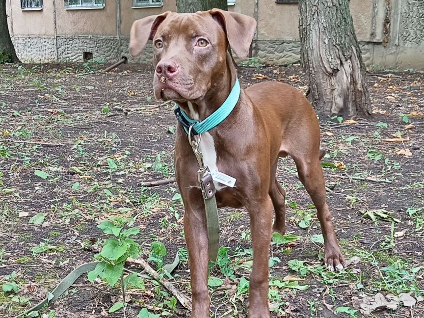 Щенок питбуля 7 месяцев